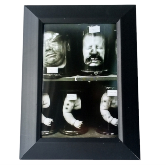 ODDY | Accents | Anatomy Vintage Oddity Shelf Curiosities Gothic Werid ...